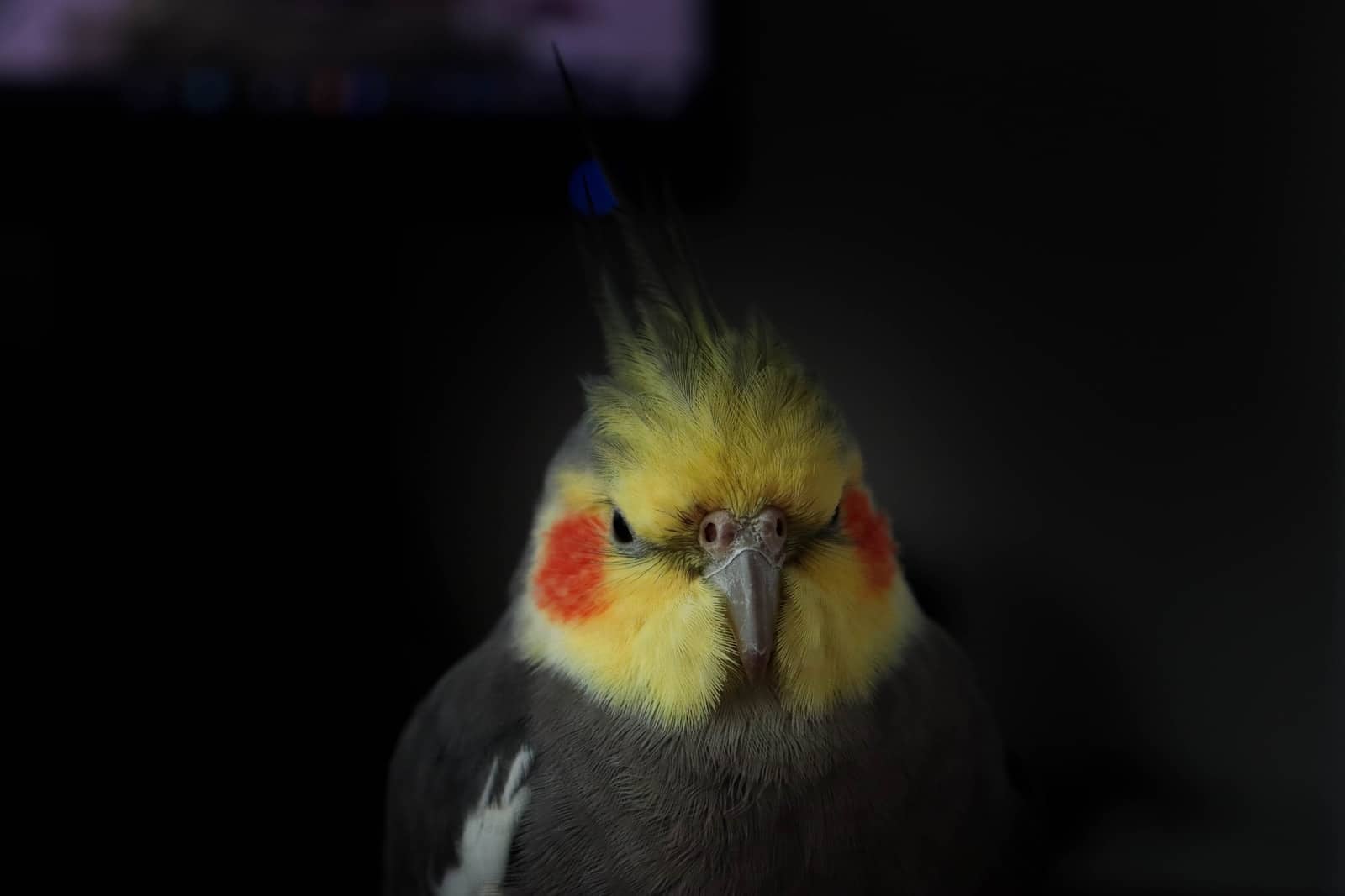 My cockatiel is molting. Help! - Dr Cockatiel