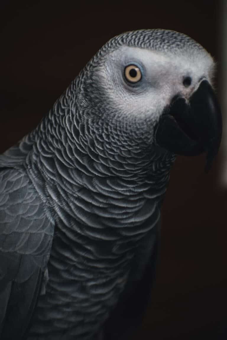 Will my cockatiels feathers grow back? - Dr Cockatiel