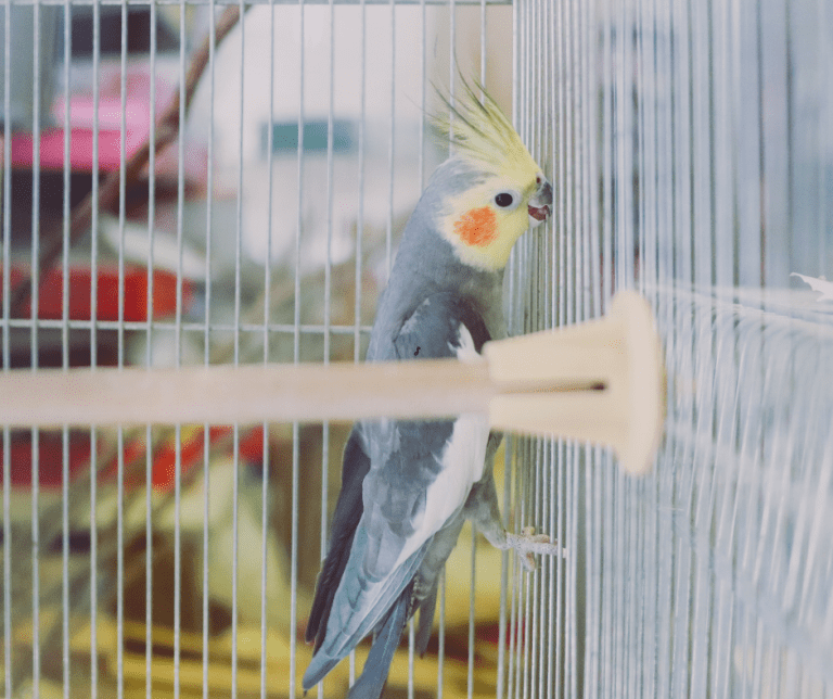 5 Great Tips for Cockatiel Cage Setup: How Should I Set up My ...