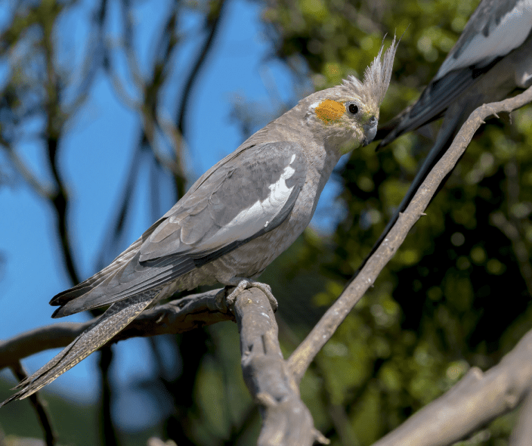 Cockatiel Habitat: Where is a Cockatiels Natural Habitat? - Dr Cockatiel