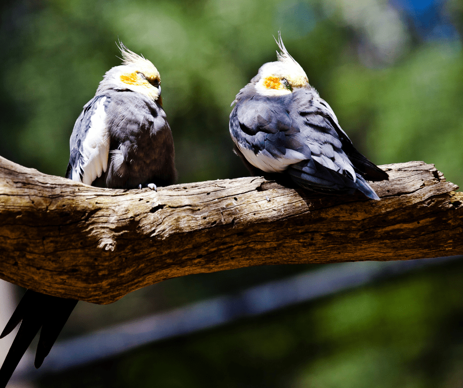 Do Cockatiels Need Cuttlebone and What Are the Benefits? - Dr Cockatiel