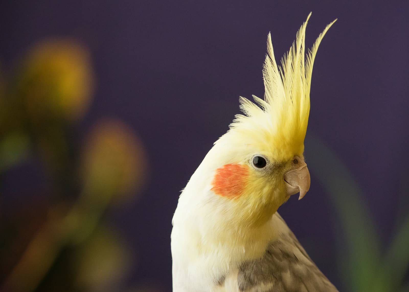 Why Is My Cockatiel Chirping So Much? (4 Possible Reasons) - Dr Cockatiel