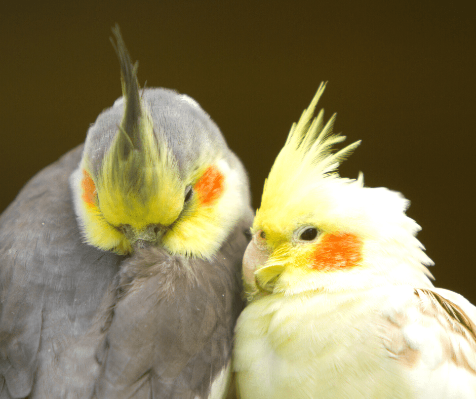 Why Do Cockatiels Have Red Cheeks: Small Pets 101 - Dr Cockatiel