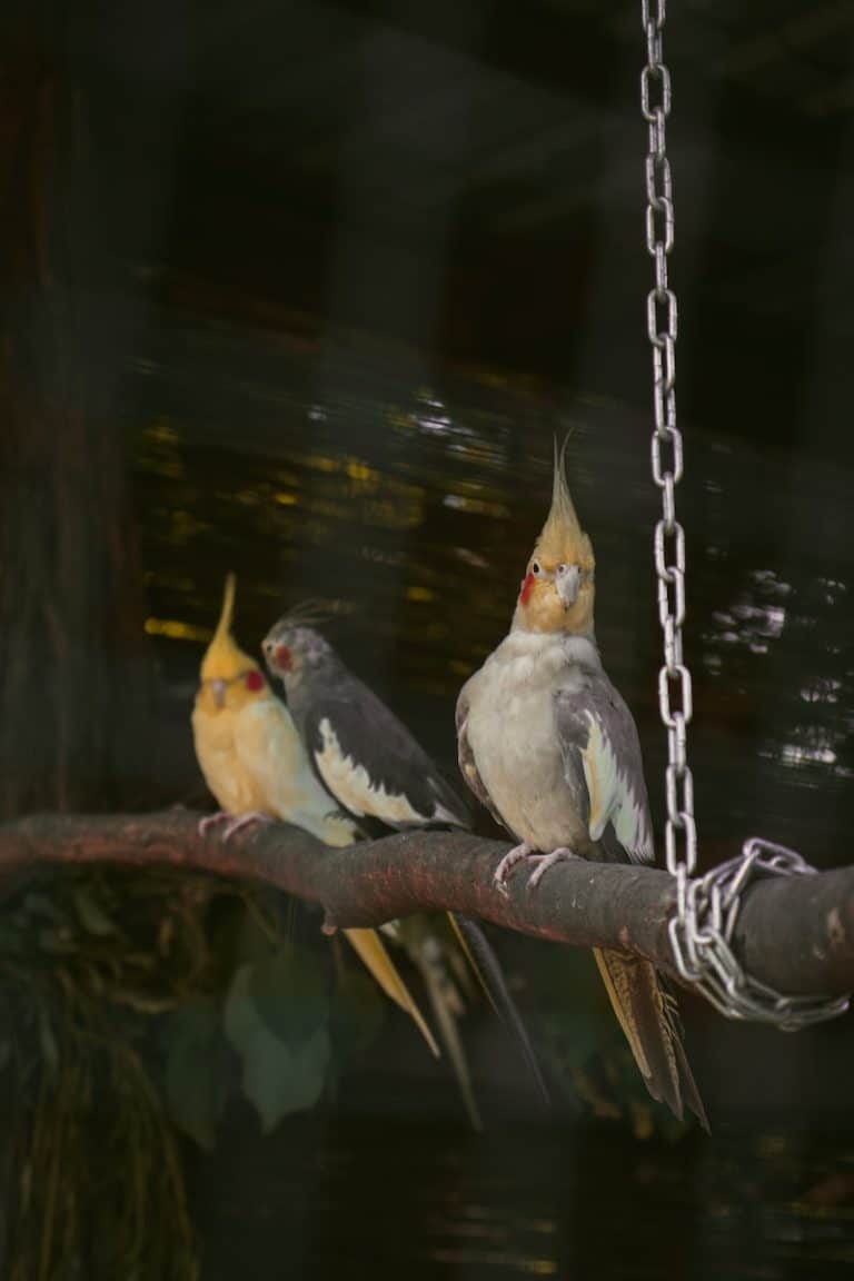 Will My Cockatiels Feathers Grow Back? (Answered) - Dr Cockatiel