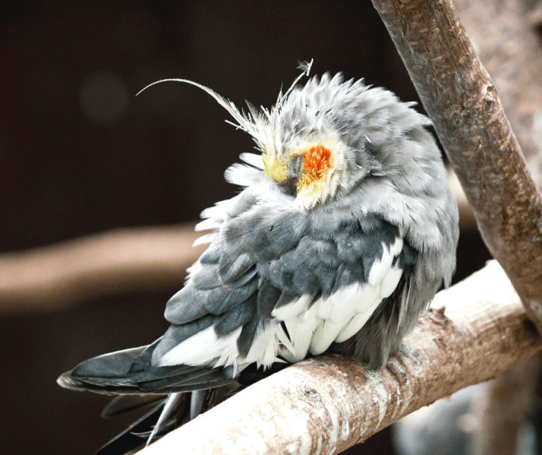 Why Are My Cockatiels Tail Feathers Falling Out? - Dr Cockatiel