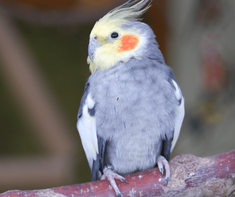 How to Catch a Cockatiel: Tips, Tricks, and Tactics - Dr Cockatiel