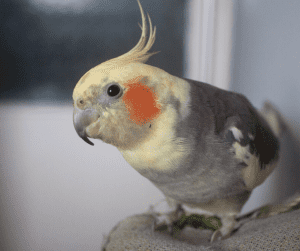 How to Trim a Cockatiel's Beak? A Comprehensive Guide - Dr Cockatiel