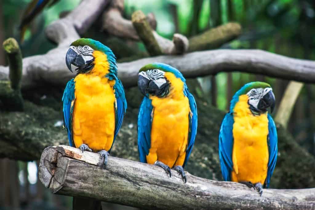 Do Birds Know Their Names? The World of Bird Language - Dr Cockatiel