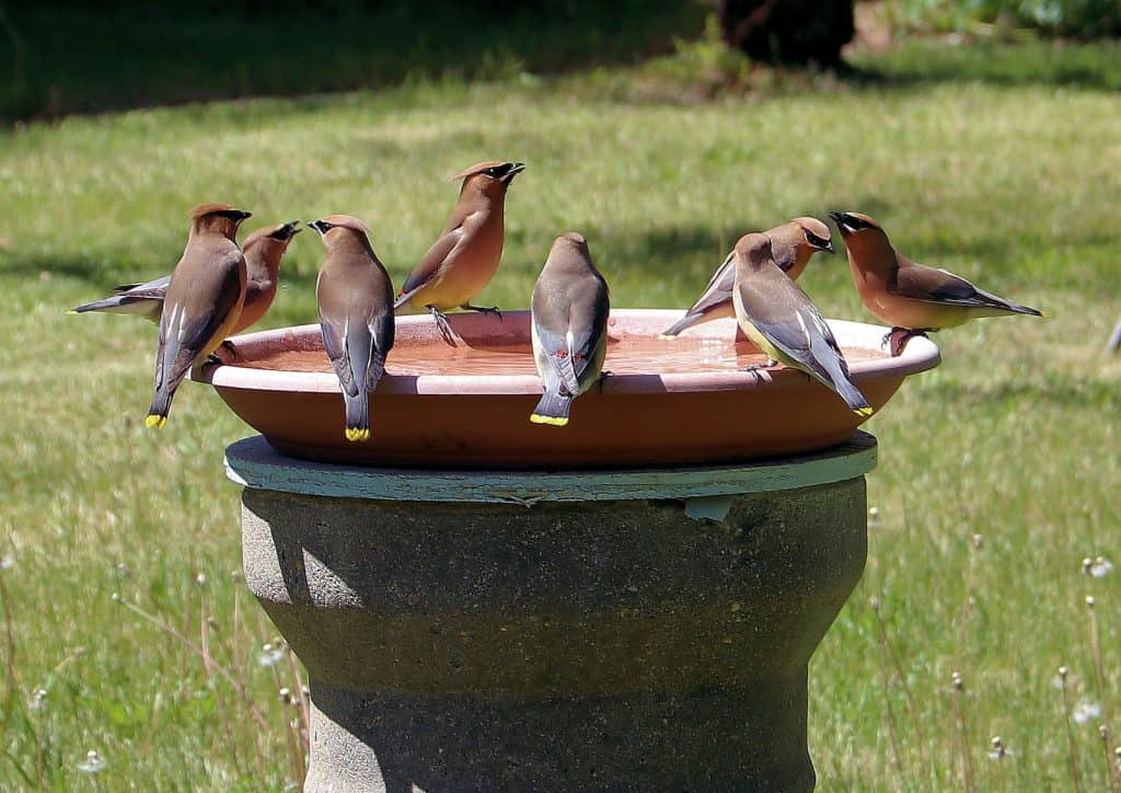 Why Do Birds Poop In Their Water? 5 Fun Facts - Dr Cockatiel