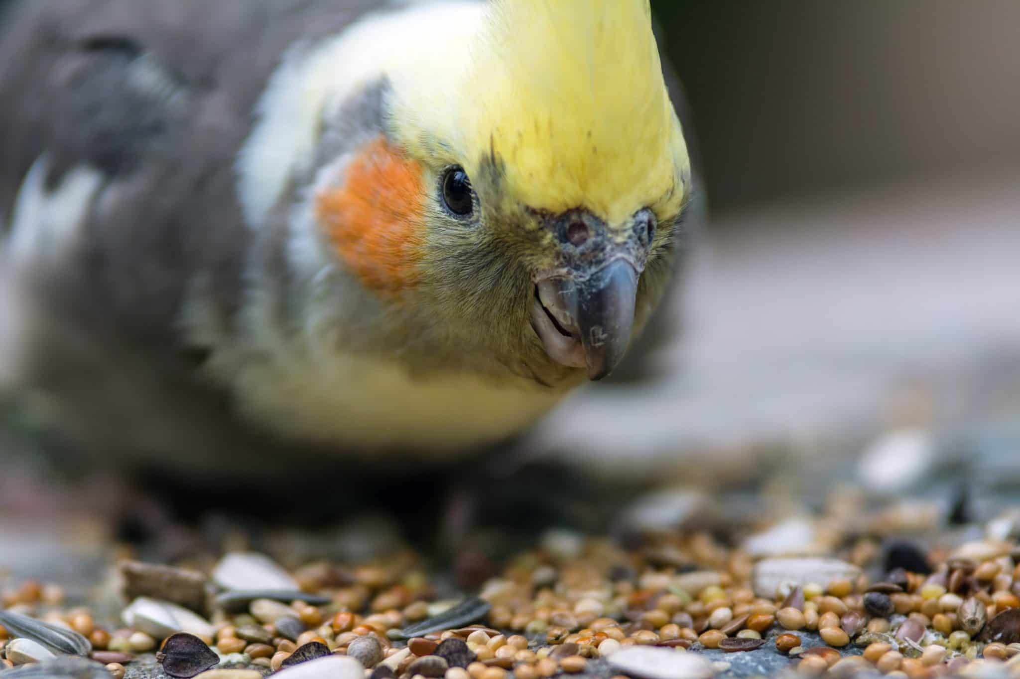 Can a Cockatiel Be Constipated? - Dr Cockatiel