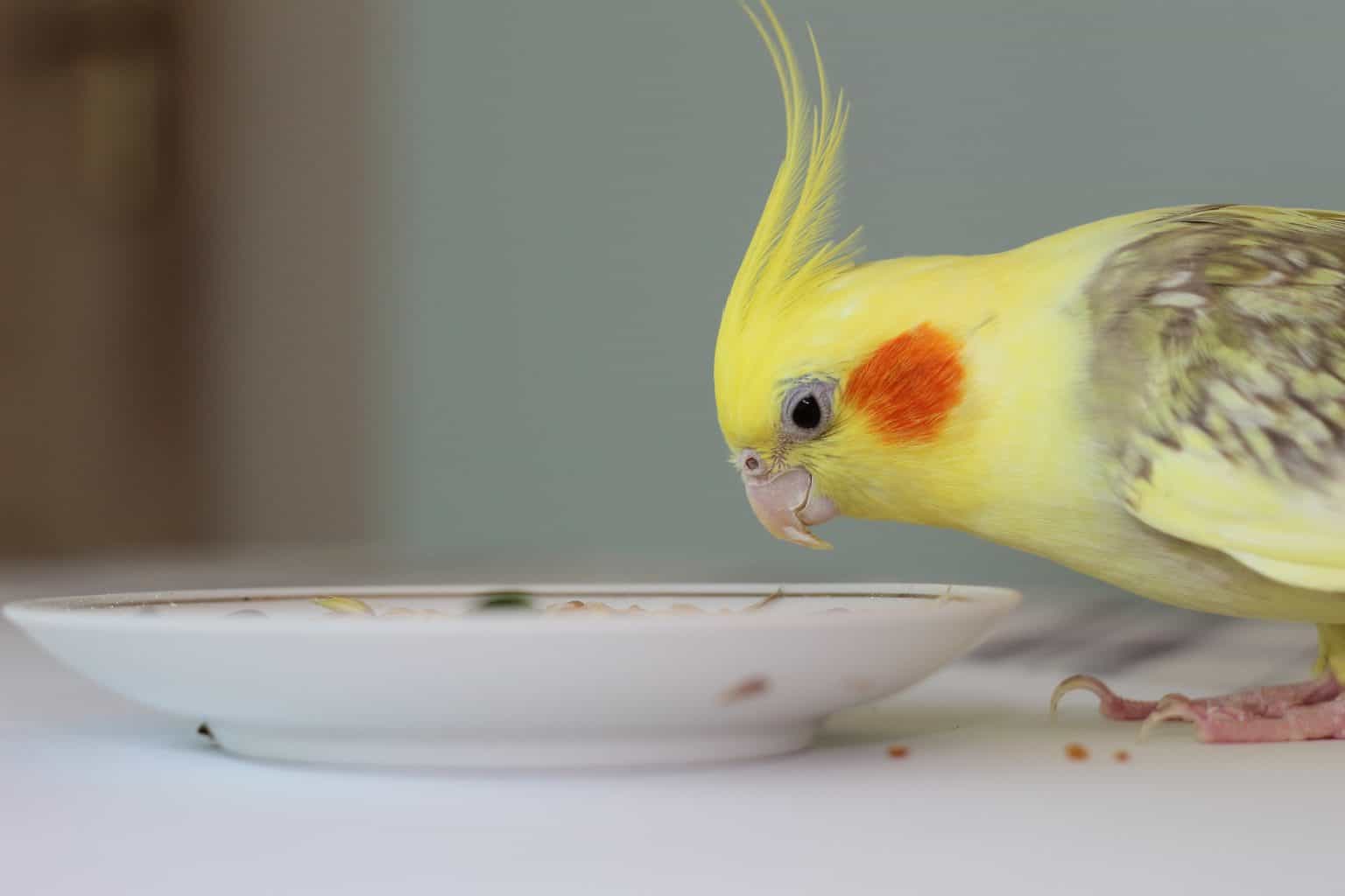 Food for Cockatiels: The importance of a balanced diet