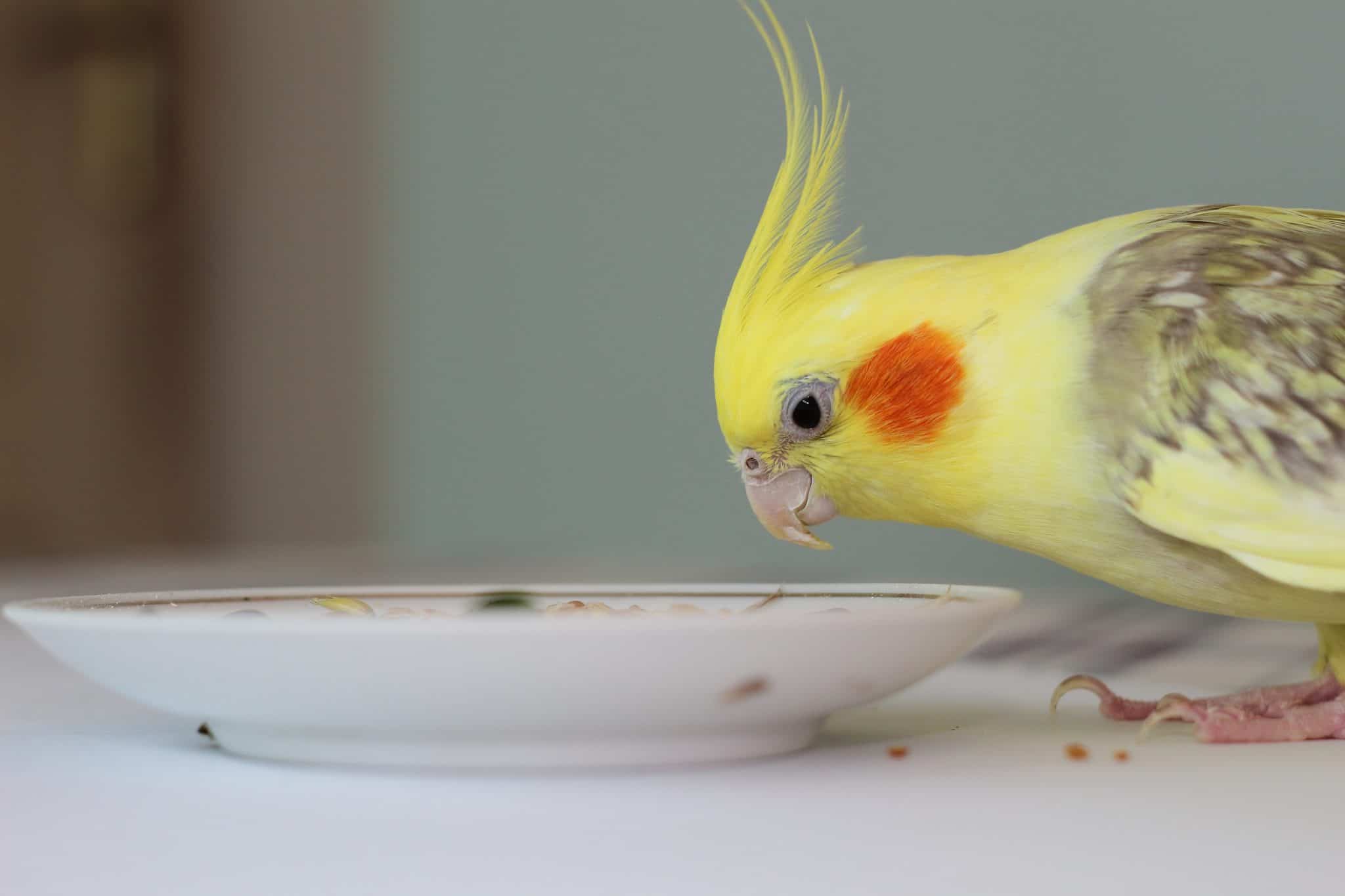 Food for Cockatiels: The importance of a balanced diet