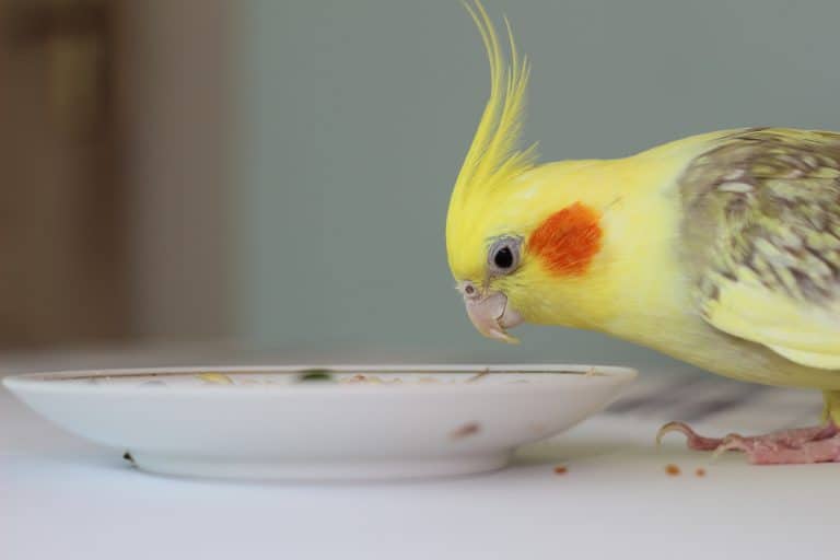 Food for Cockatiels: The importance of a balanced diet