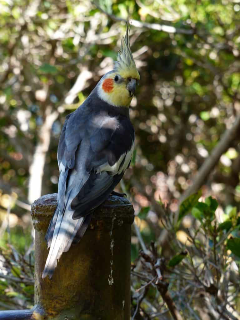 Why Are Cockatiels So Dusty? - Dr Cockatiel