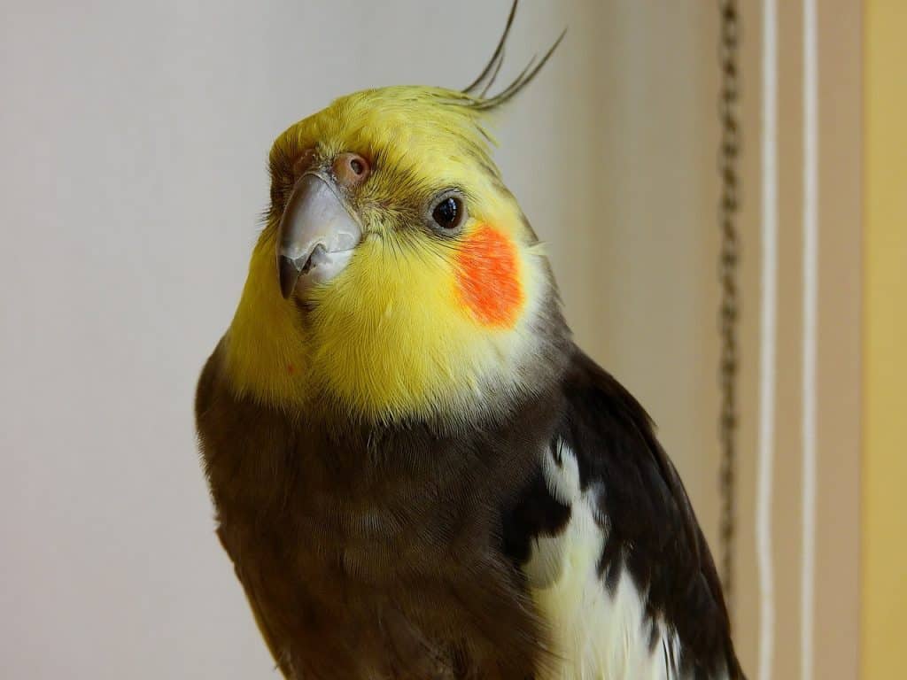 Chop for Cockatiels: What Is It and How Do I Make It? - Dr Cockatiel