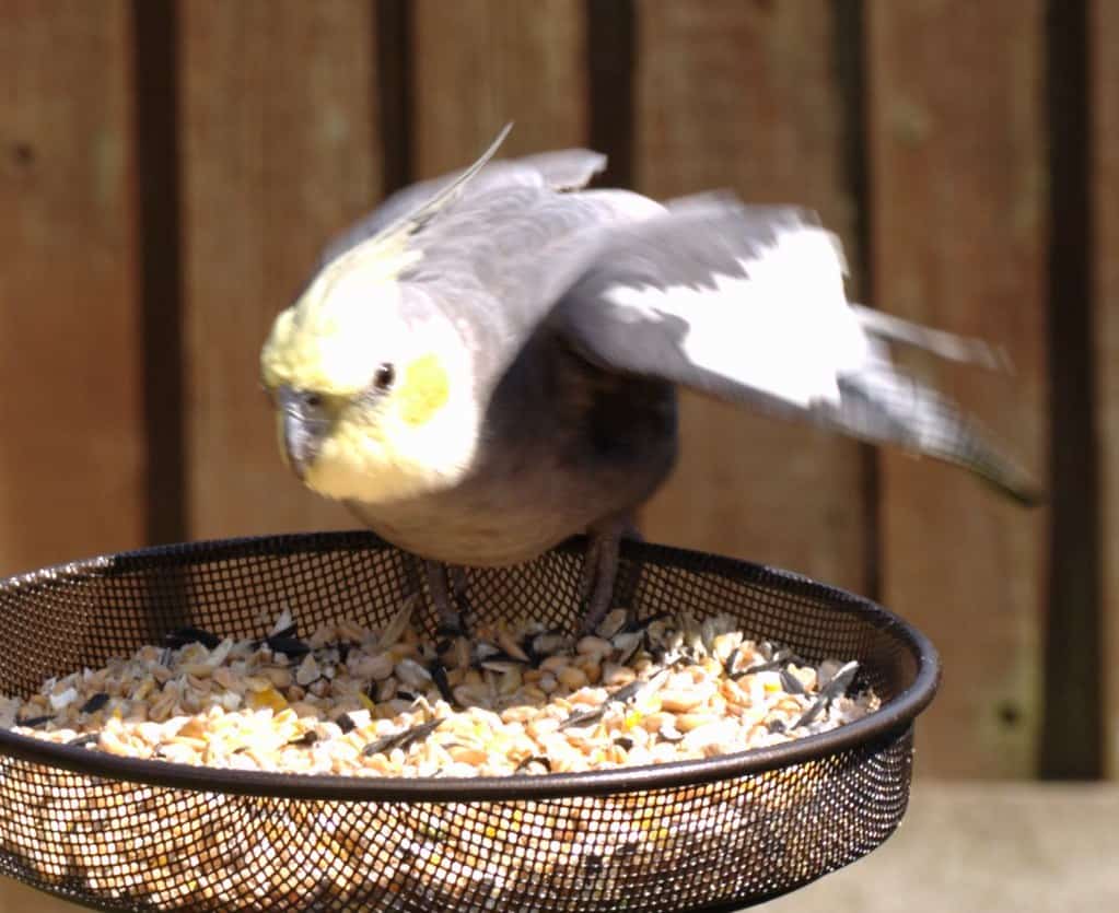 Feeding Your Feathered Friend: Do Cockatiels Eat Insects? - Dr Cockatiel