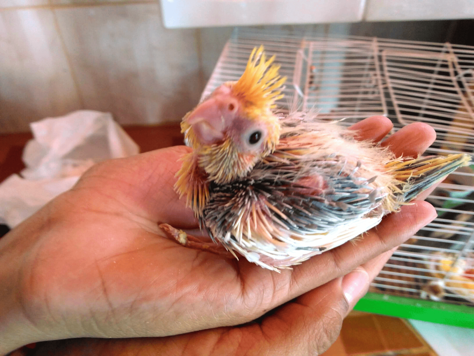 Cockatiel Egg Candling: What to Look for During Each Stage of ...