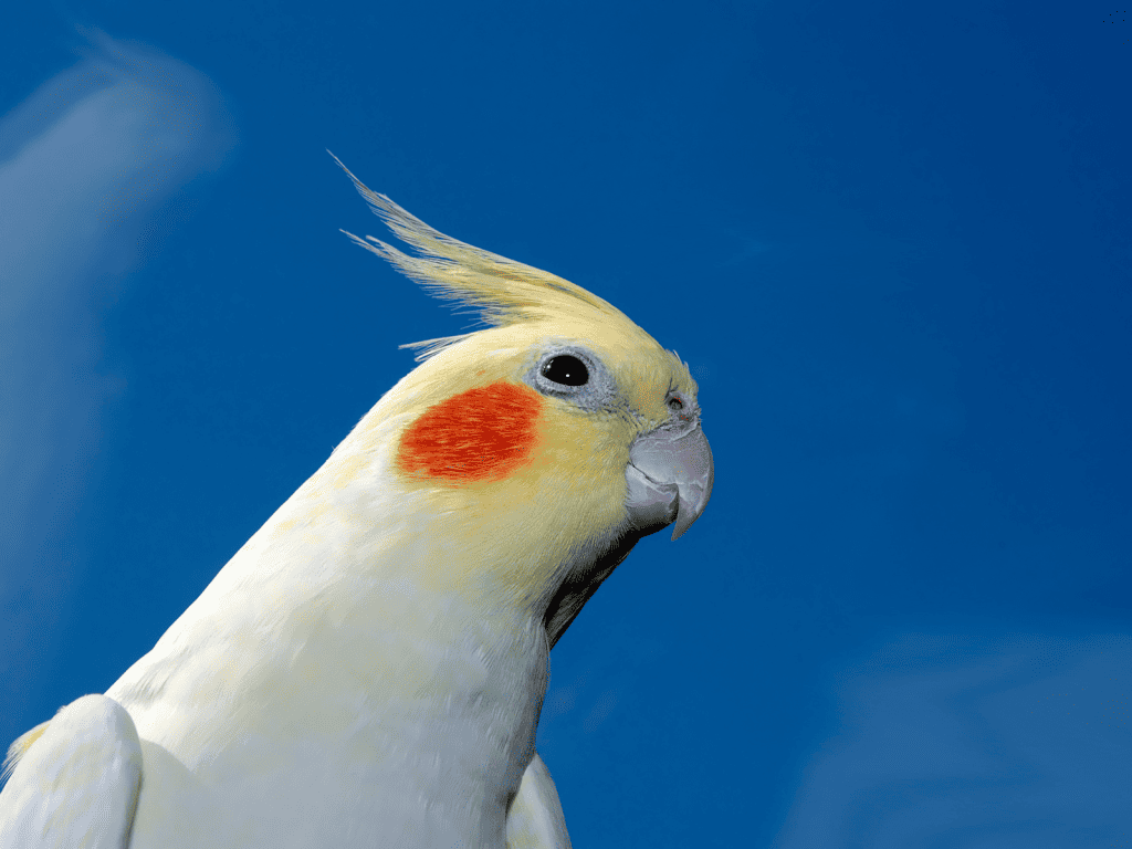 Understanding Cockatiel Beak Peeling: Causes and Prevention - Dr Cockatiel