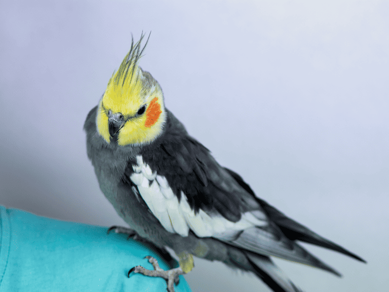 How Far Can a Cockatiel See?: Understanding How Their Vision Works - Dr ...