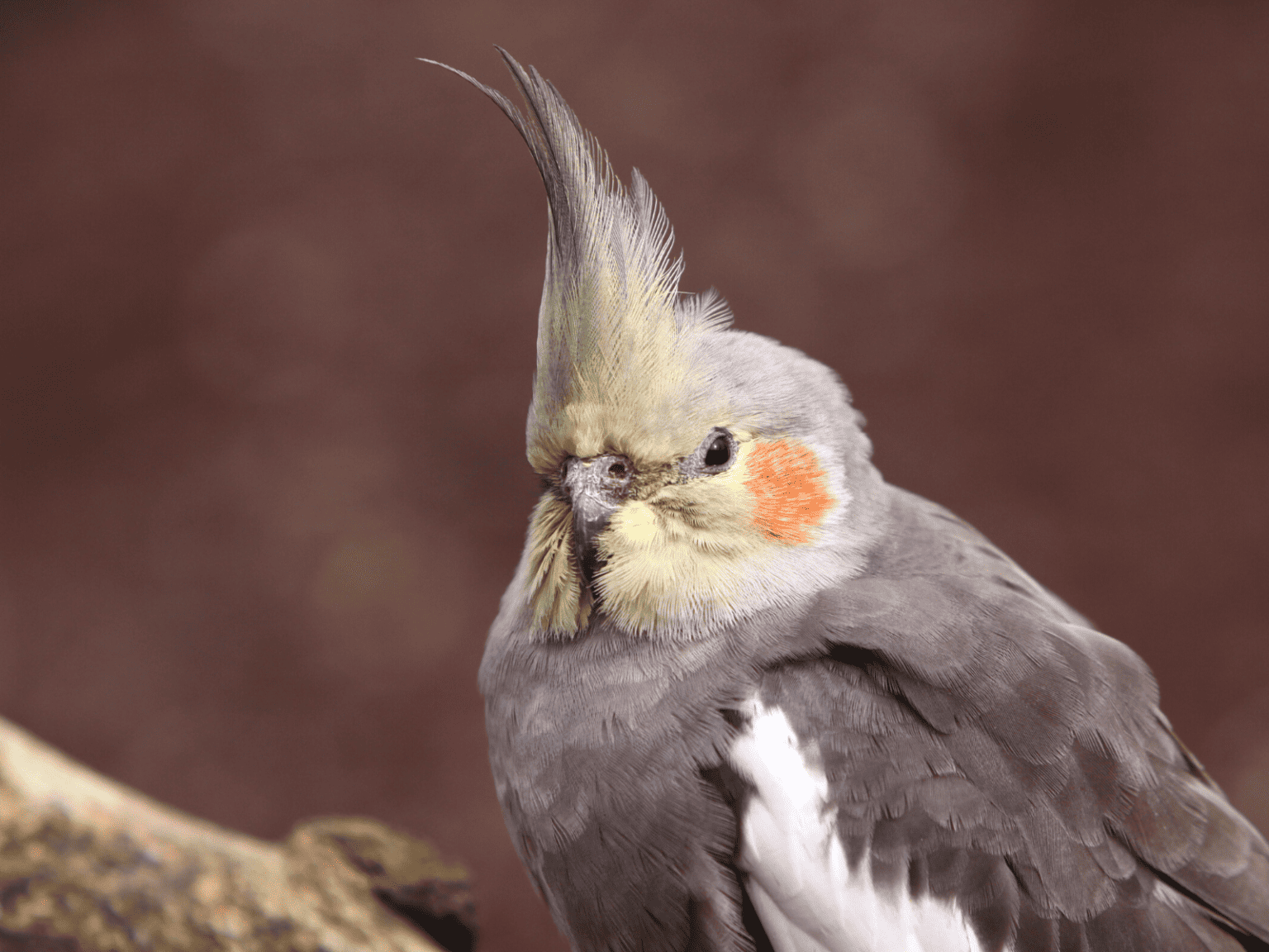 Understanding Cockatiel Beak Peeling: Causes and Prevention - Dr Cockatiel