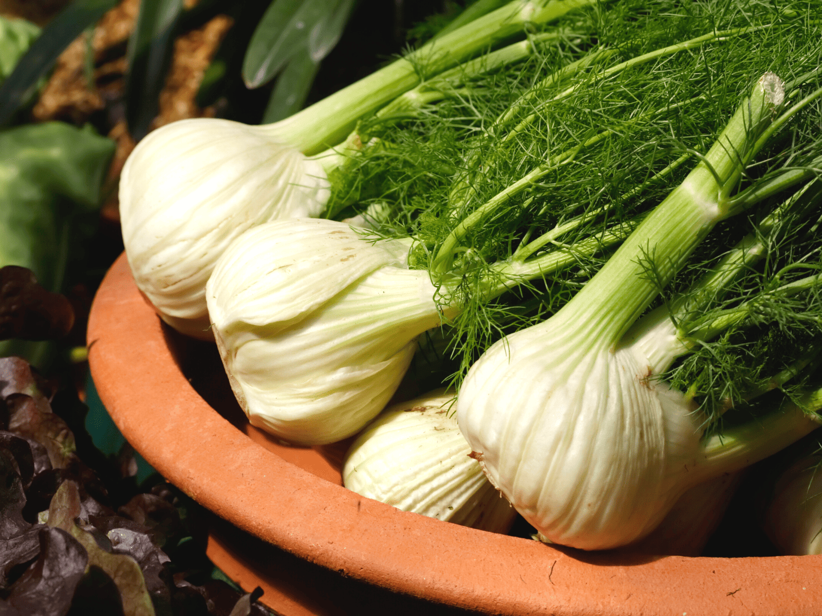 Can Cockatiels Eat Fennel? - Dr Cockatiel