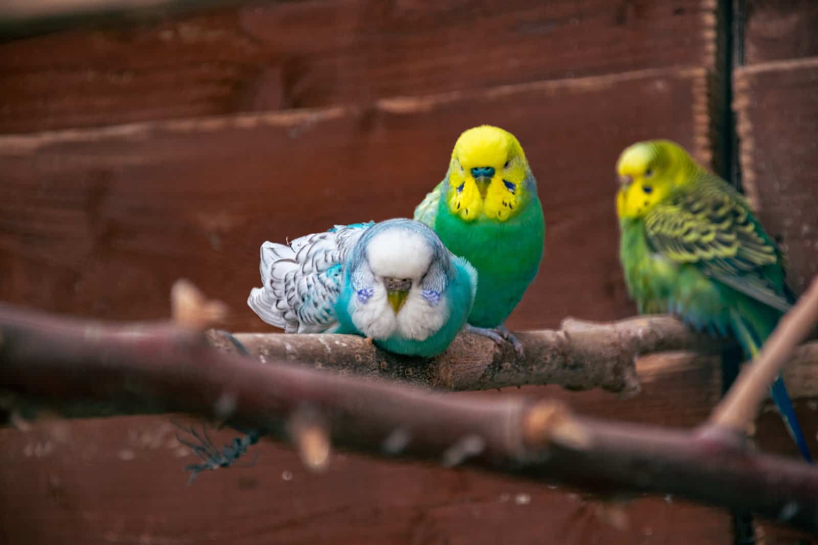 What Smells are Toxic to Birds? - Dr Cockatiel