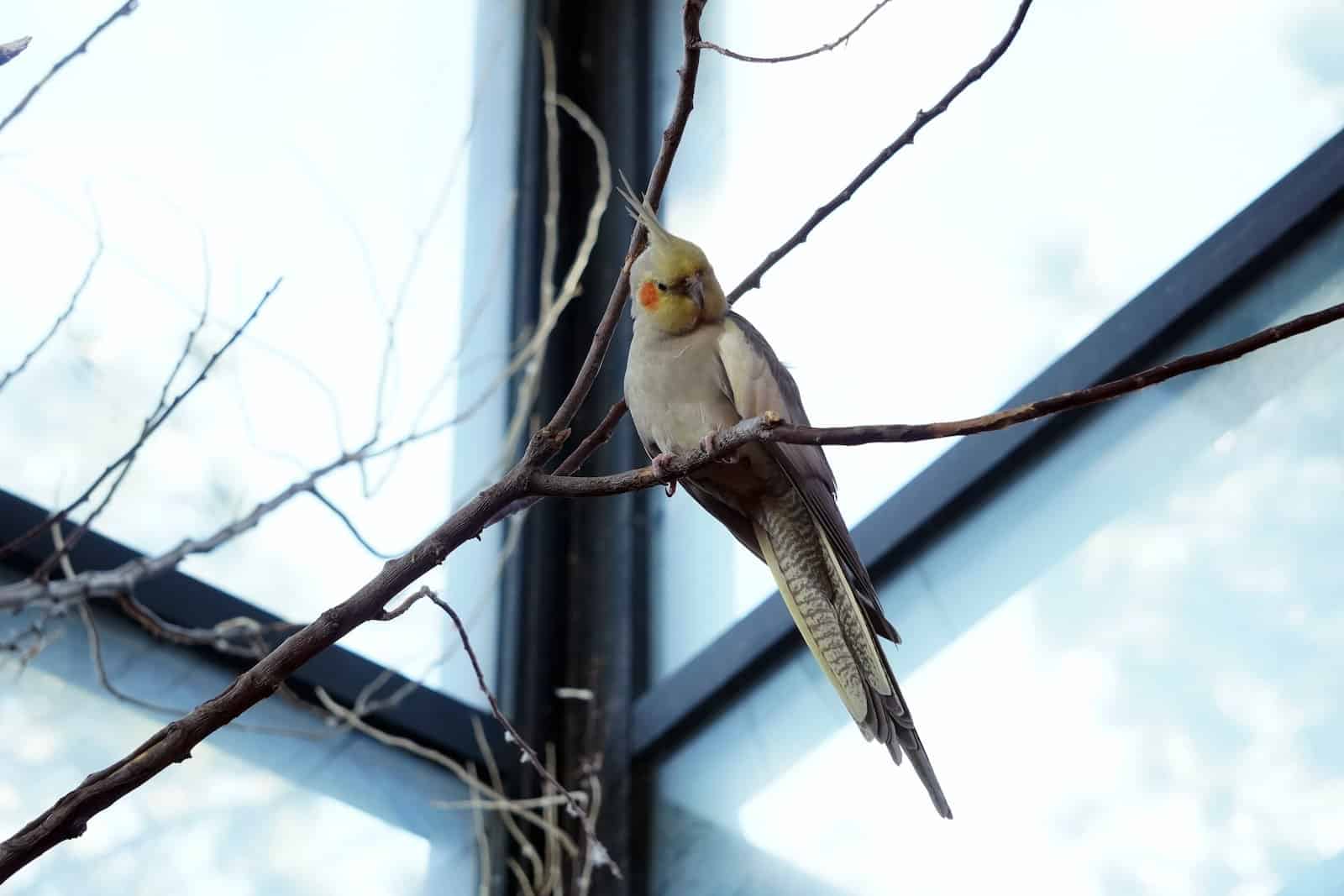 Angry Cockatiel? How to Deal with Aggressive Behavior - Dr Cockatiel