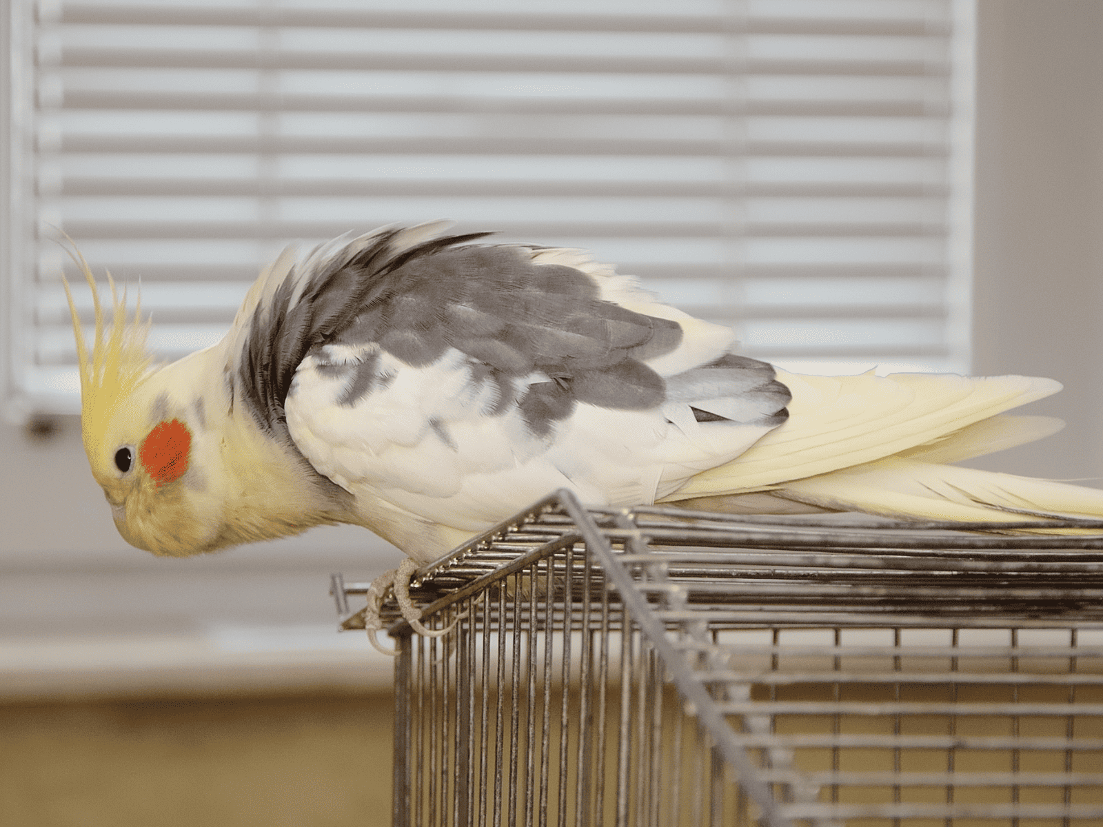 Can Cockatiels Wear Diapers? The Pros and Cons of Diapering Your ...