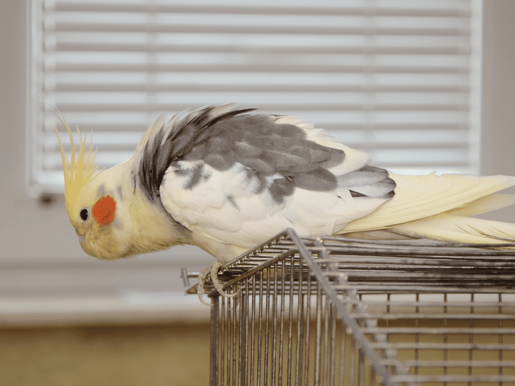 What is a Pied Cockatiel? - Dr Cockatiel