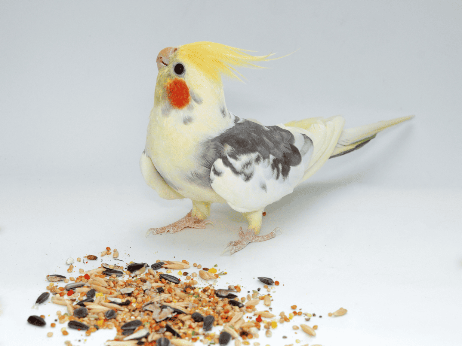 What is a Pied Cockatiel? - Dr Cockatiel
