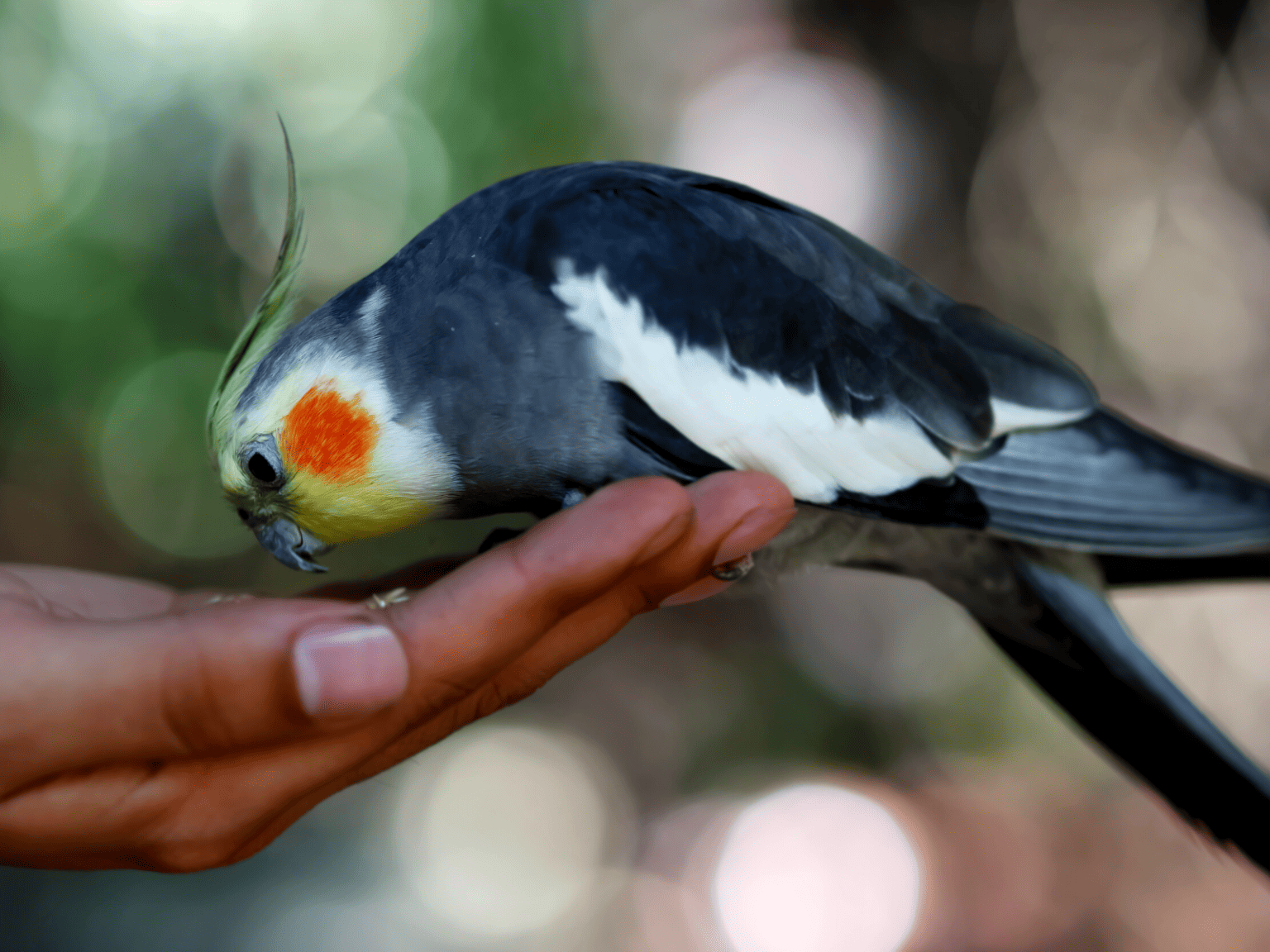 How to Train a Cockatiel to Fly to You? 8 Steps - Dr Cockatiel