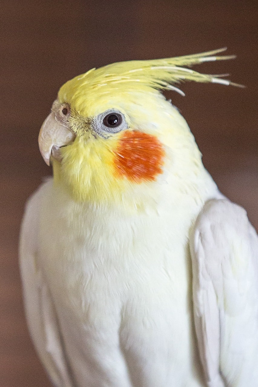 Are Cockatiels Messy? 3 Tips to Keep Their Debris Contained - Dr Cockatiel