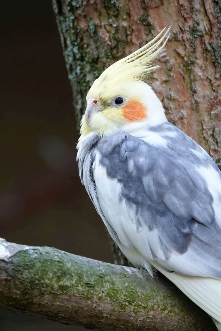 Can Cockatiels See in the Dark: Exploring Their Vision and Nighttime ...