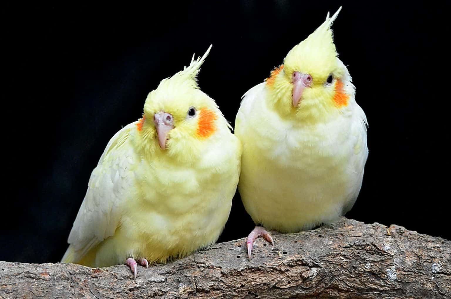 Do Cockatiels Need a Companion? A Comprehensive Guide - Dr Cockatiel