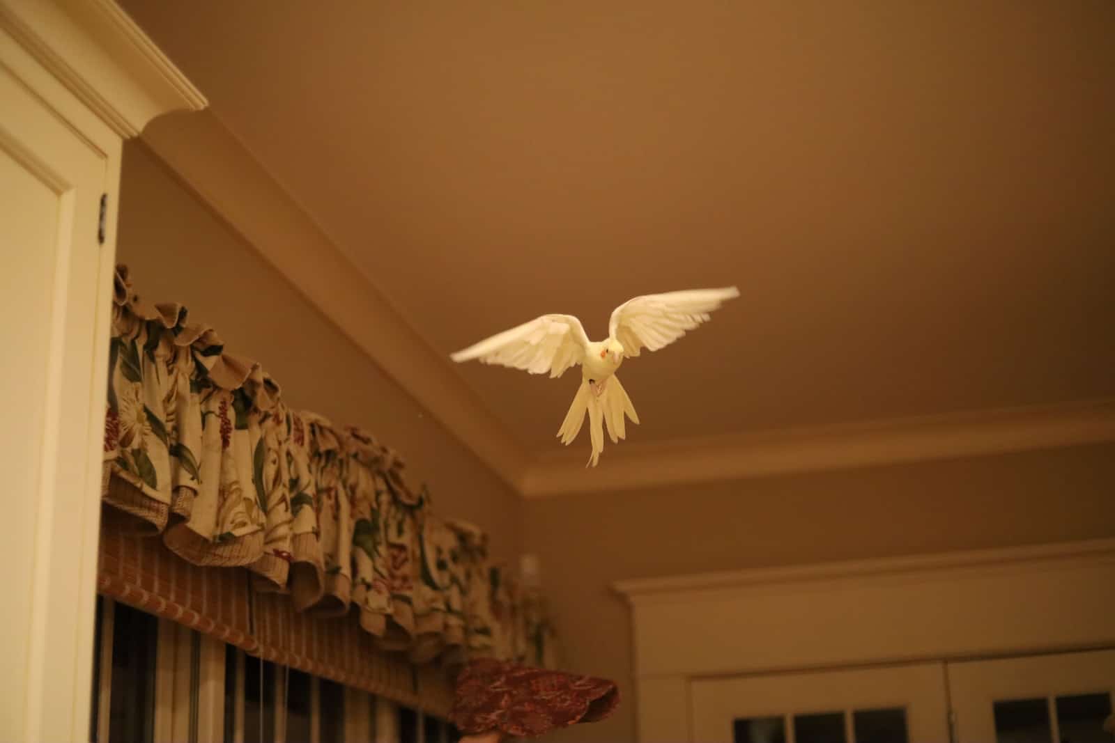 How Long Does it Take for Cockatiel Tail Feathers to Grow Back? 5 Key ...