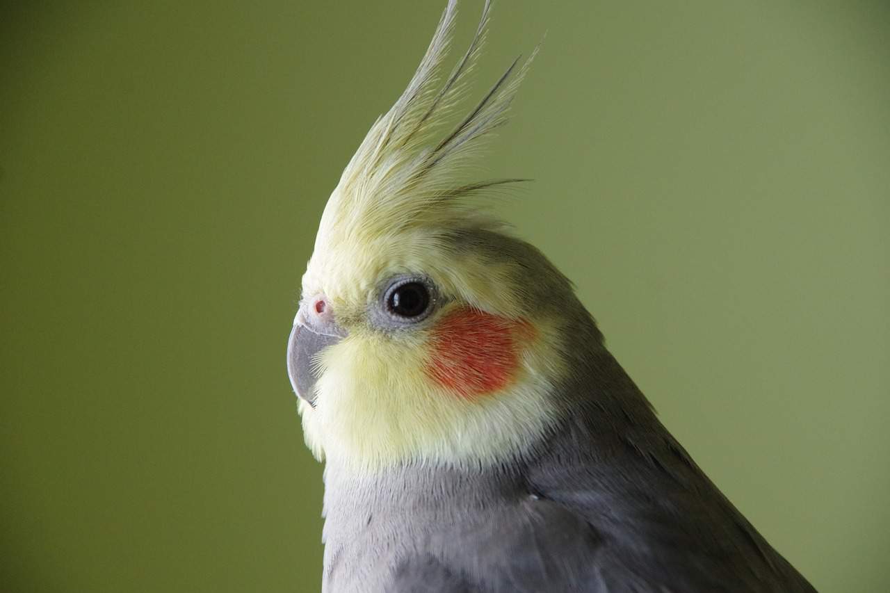 How to Tame a Cockatiel That Bites? (5 Triggering Factors) - Dr Cockatiel