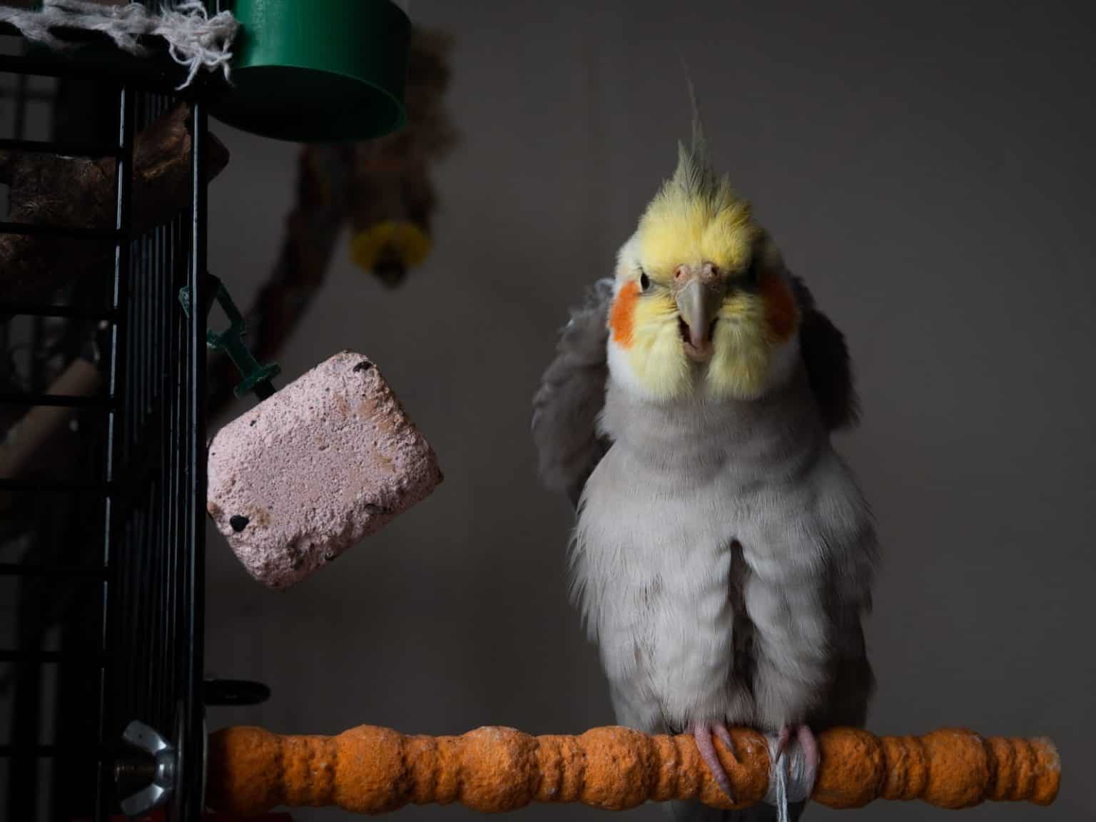 Cockatiel Intelligence Unveiled: A Journey Into Their Cognitive World ...