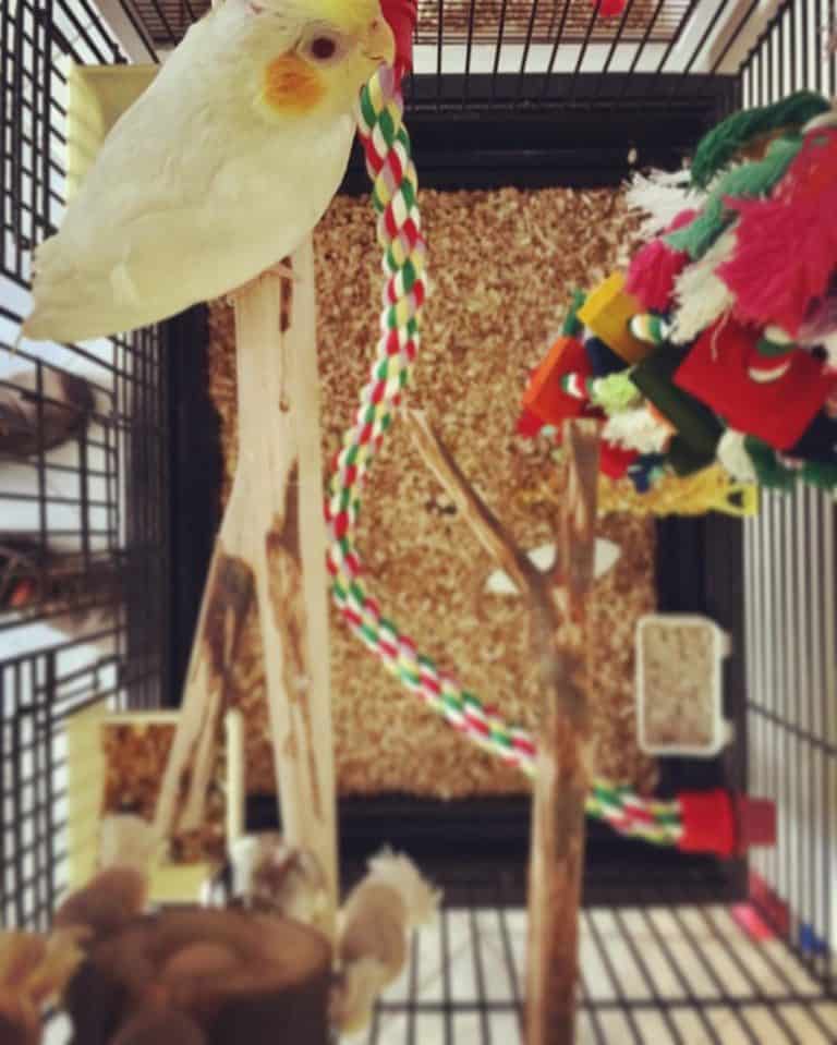 Best Shape Cage for Cockatiels: Your Ultimate Guide to Cockatiel ...