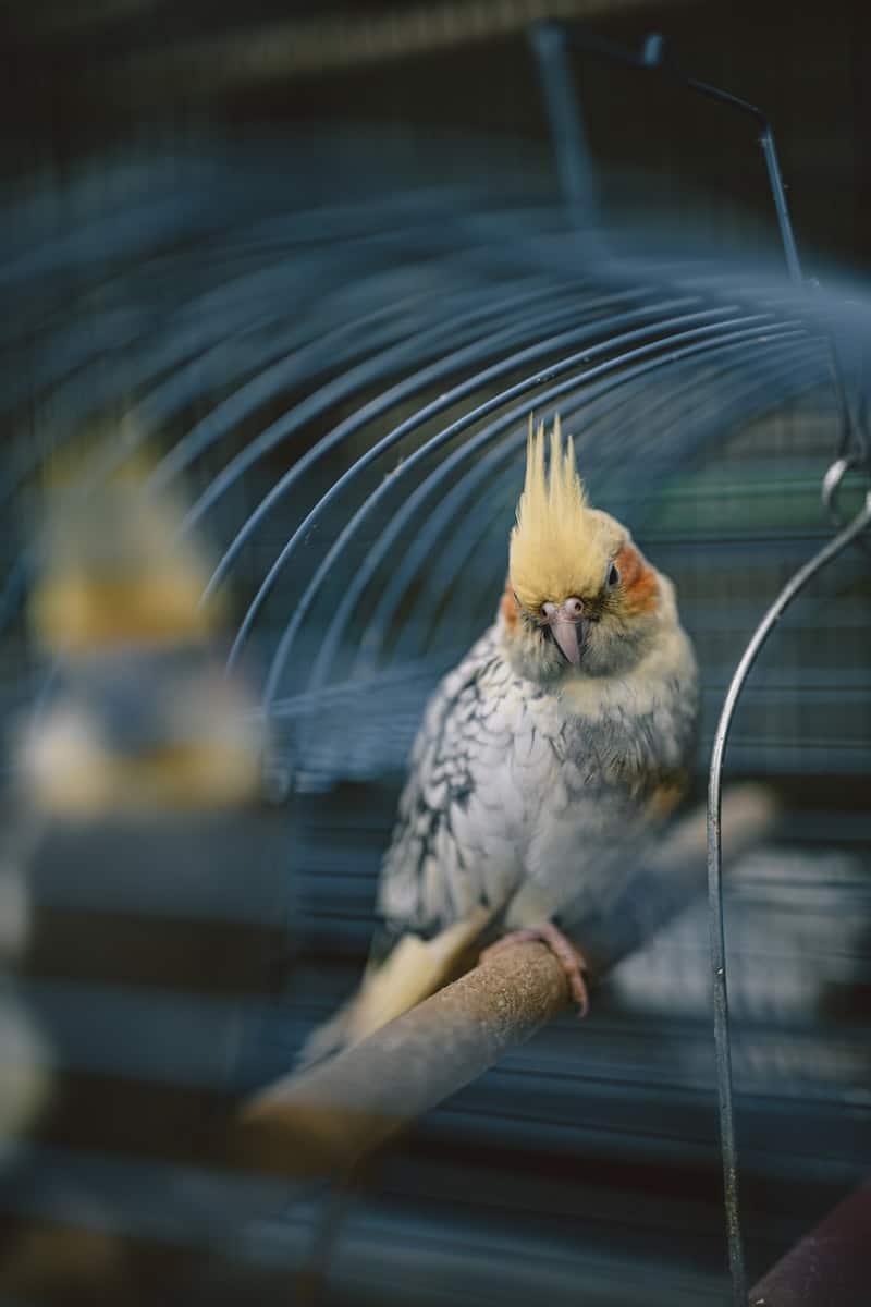 Best Shape Cage for Cockatiels: Your Ultimate Guide to Cockatiel ...