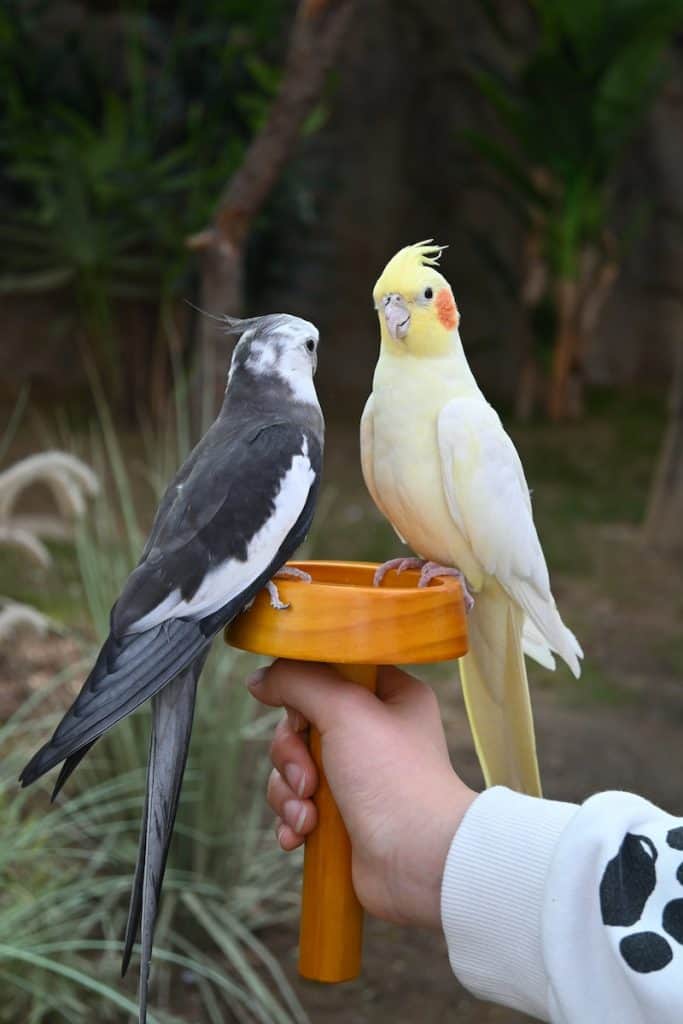Can Cockatiels Eat Ice Cream? - Dr Cockatiel
