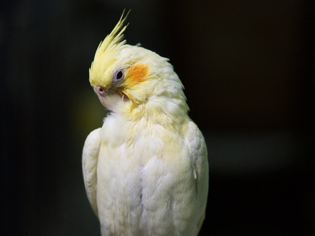 Can Cockatiels Change Color? - Dr Cockatiel