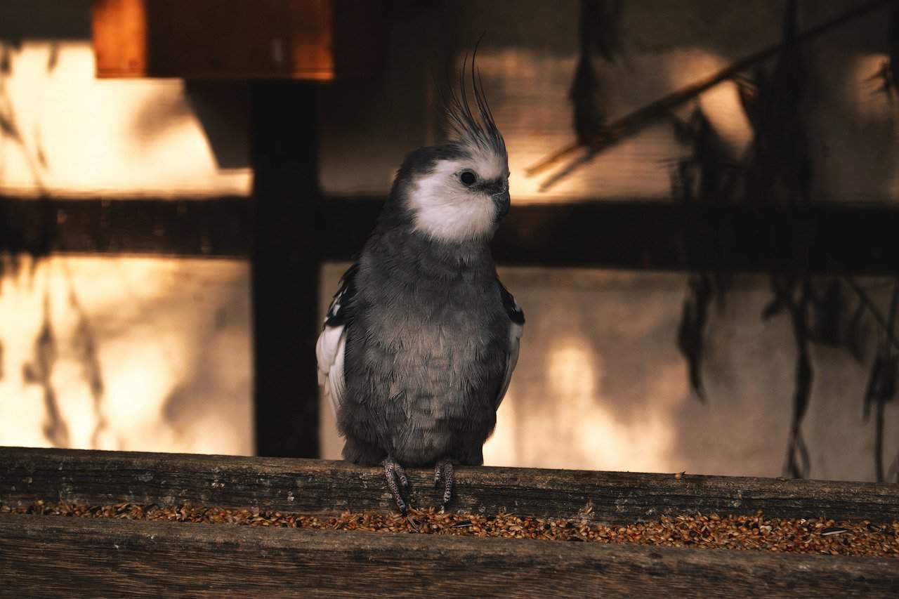 Coping with Cockatiel Night Frights: Prevention and Care Tips - Dr ...