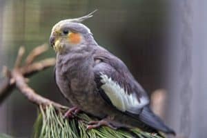 How to Grow Millet for Cockatiels: Great Tips, Precautions And General ...