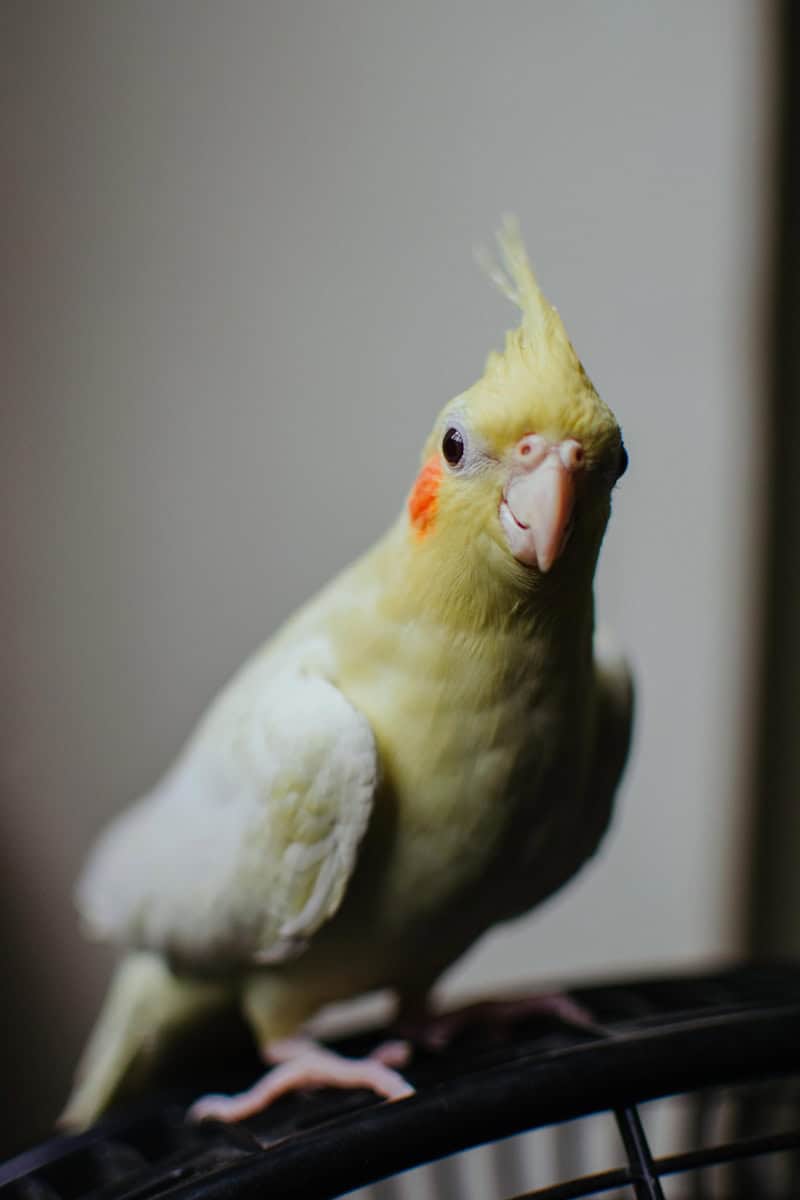 How to Recognize and Treat Cockatiel Anxiety - Dr Cockatiel