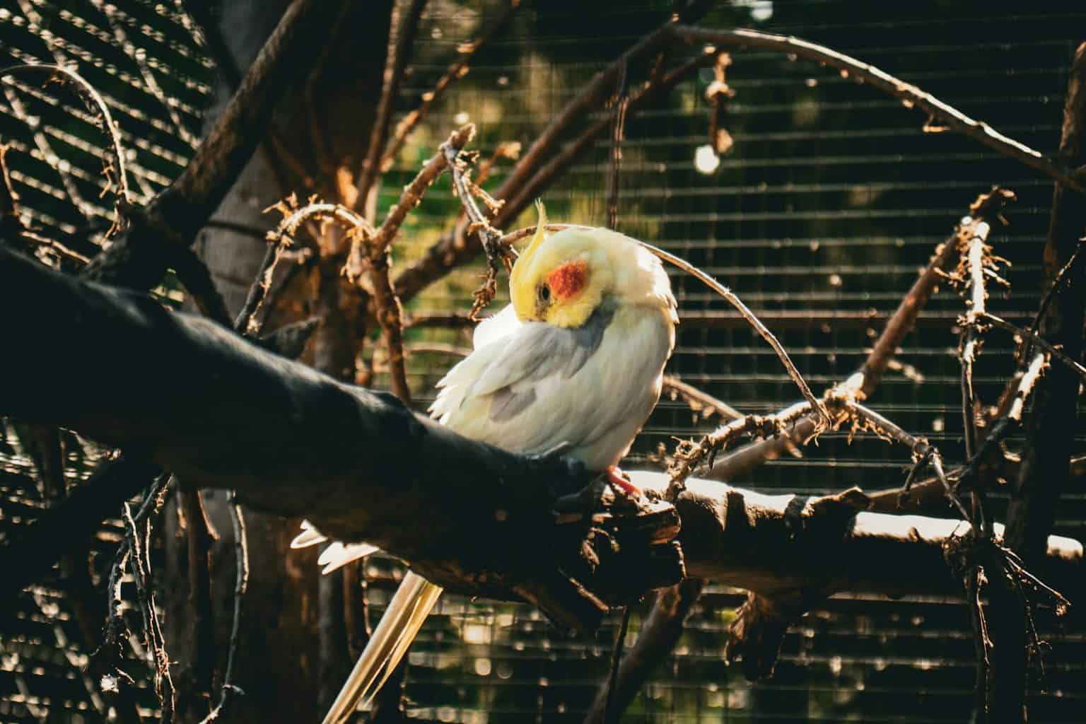 How to Recognize and Treat Cockatiel Anxiety - Dr Cockatiel
