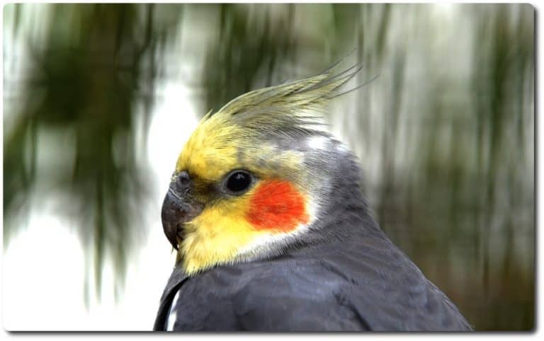 Angry Cockatiel? How to Deal with Aggressive Behavior - Dr Cockatiel