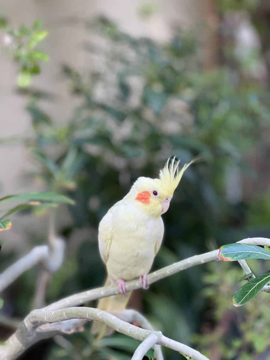 How to take care of an older cockatiel? - Dr Cockatiel