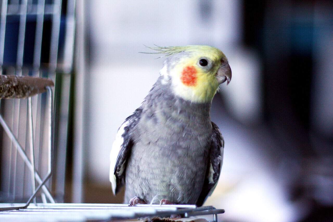 How to Transport a Cockatiel to the Vet: 7 Important Things To Know ...