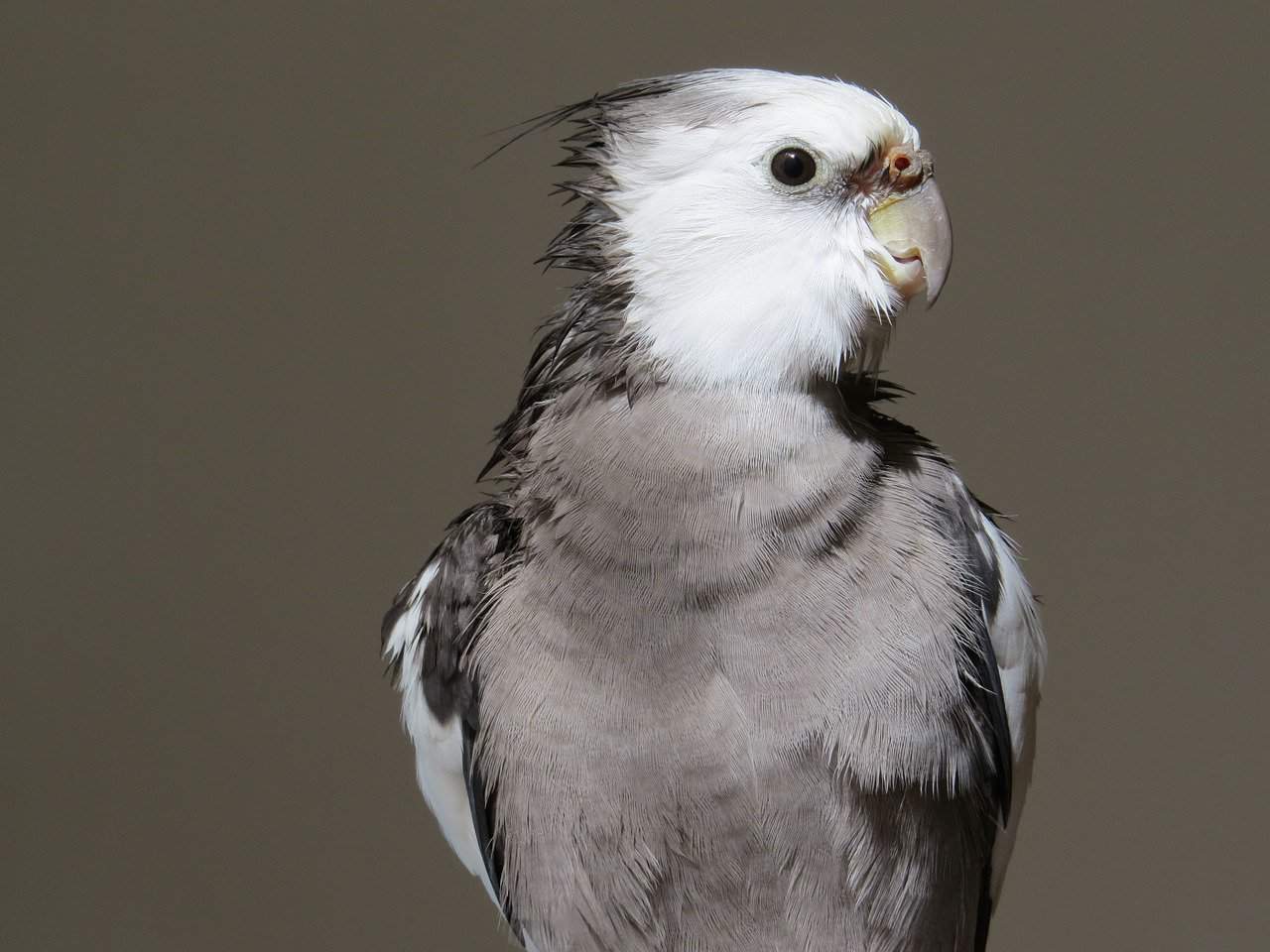 How to tame your cockatiel? - Dr Cockatiel