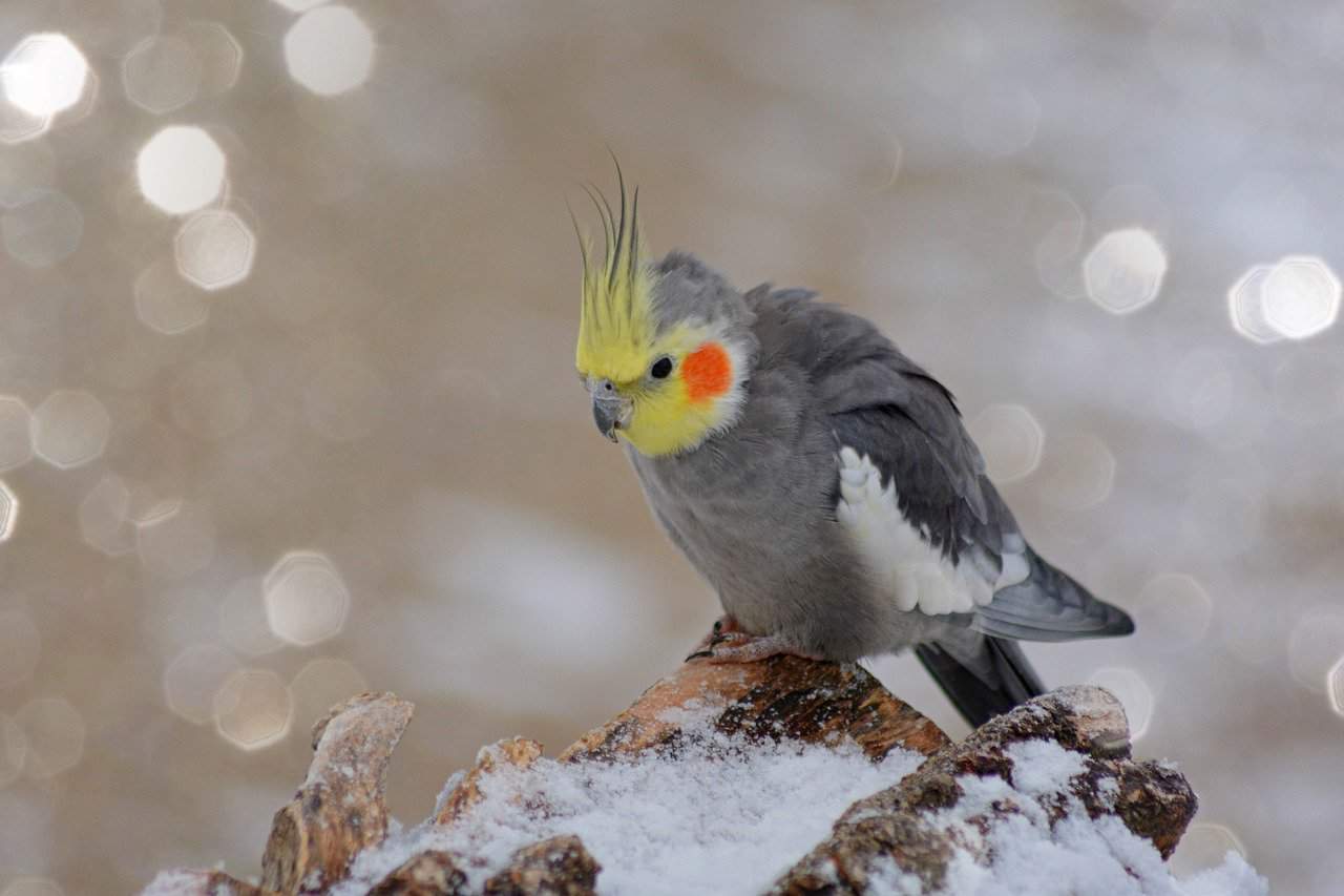 When Do Cockatiels Molt? - Dr Cockatiel